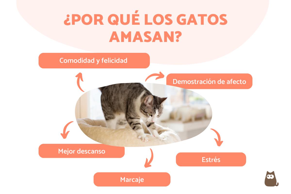 Qué significa cuando un gato amasa con sus patas